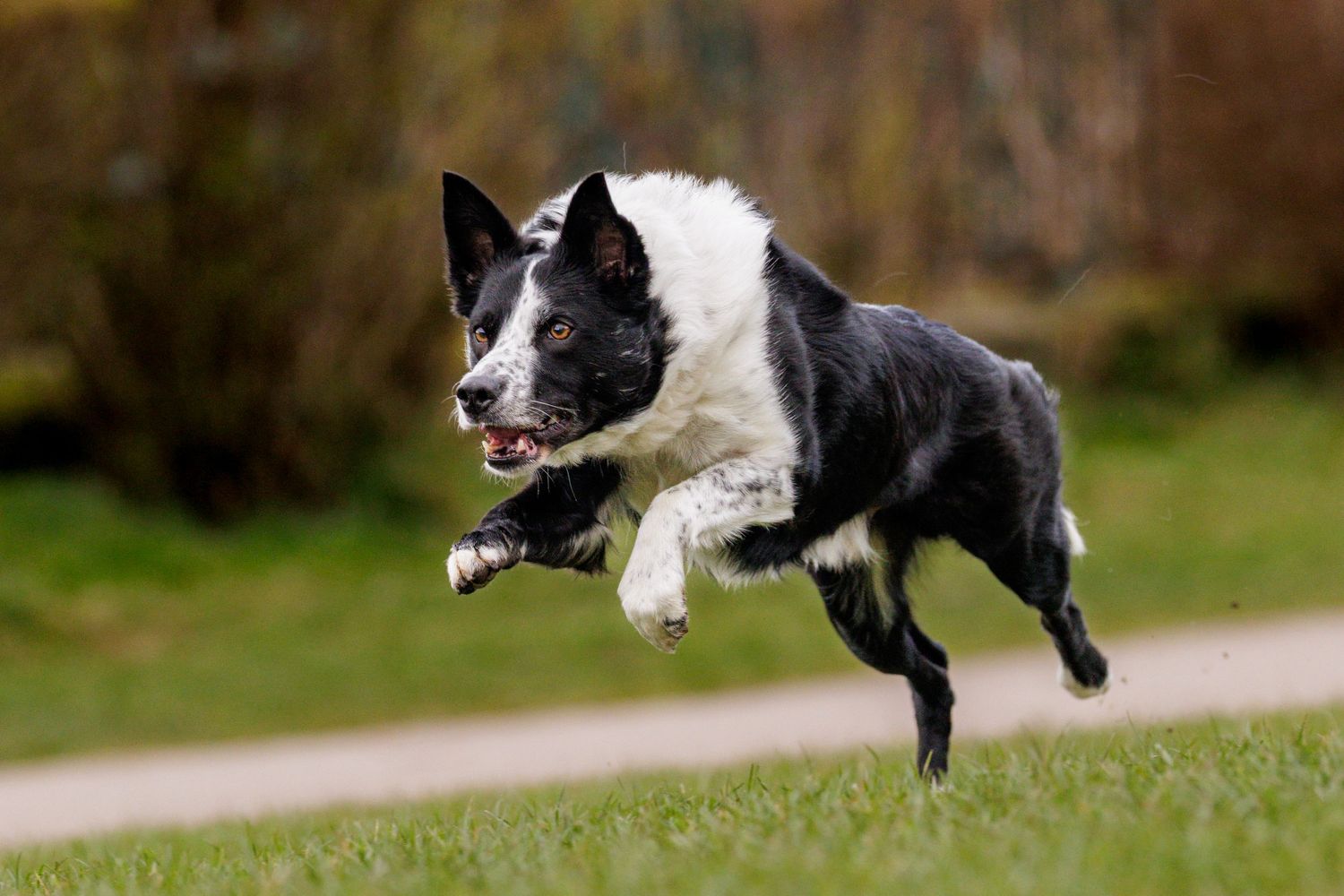 Dogs in Action Photography in Lancaster | Energetic Outdoor Dog ...