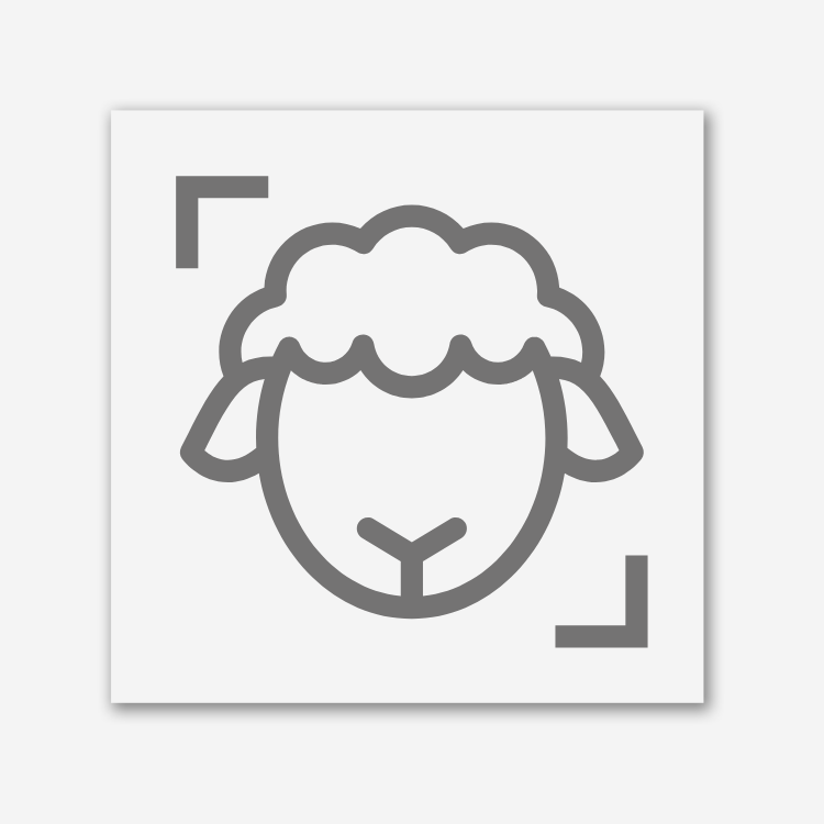 Bold Lamb Photography