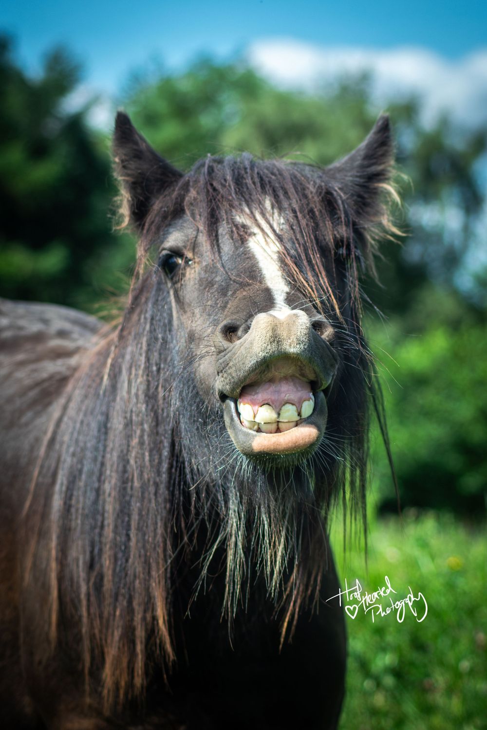 What’s in a Name? — The Origins of "Hoof Hearted Photography" - Hoof ...