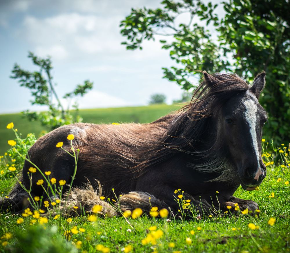 Through the Lens: My Dual Approach to Equine Photography - Hoof Hearted ...