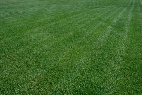 About Us - Metro Turf Sod Farm LLC