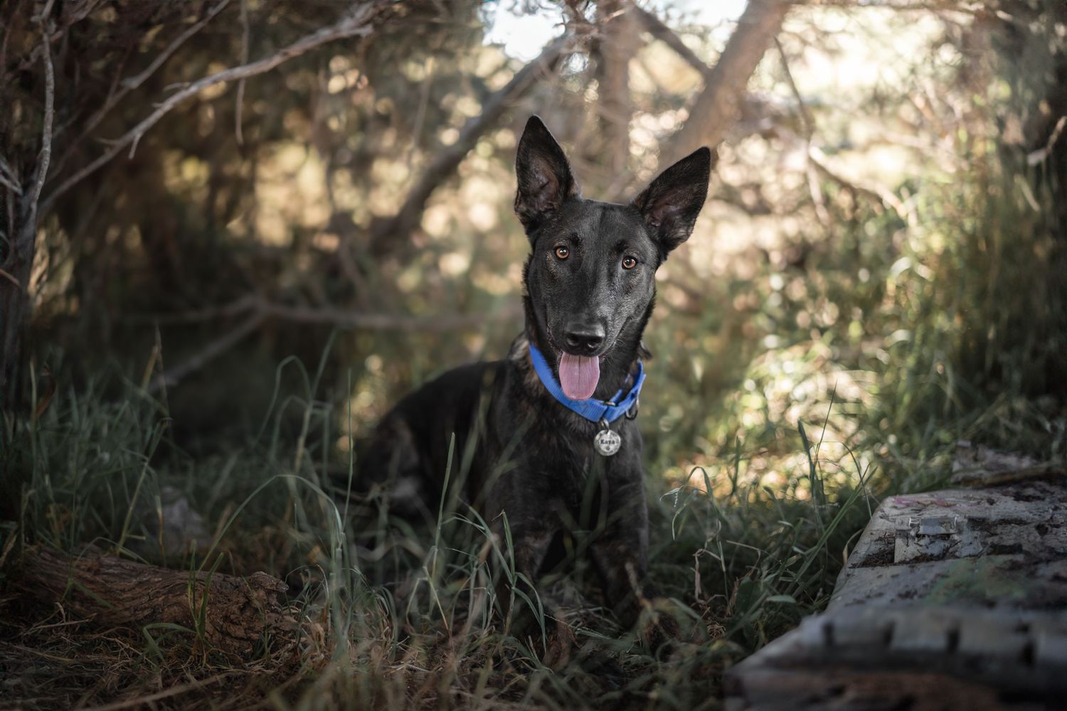 Contact - Feral & Fab Dog Photography - San Francisco Bay Area