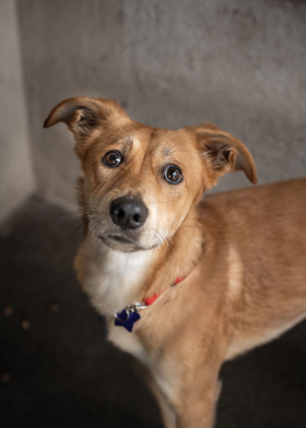 Meet Scout: The Sweet Pup Who’s Ready to Shine - Feral & Fab Dog ...