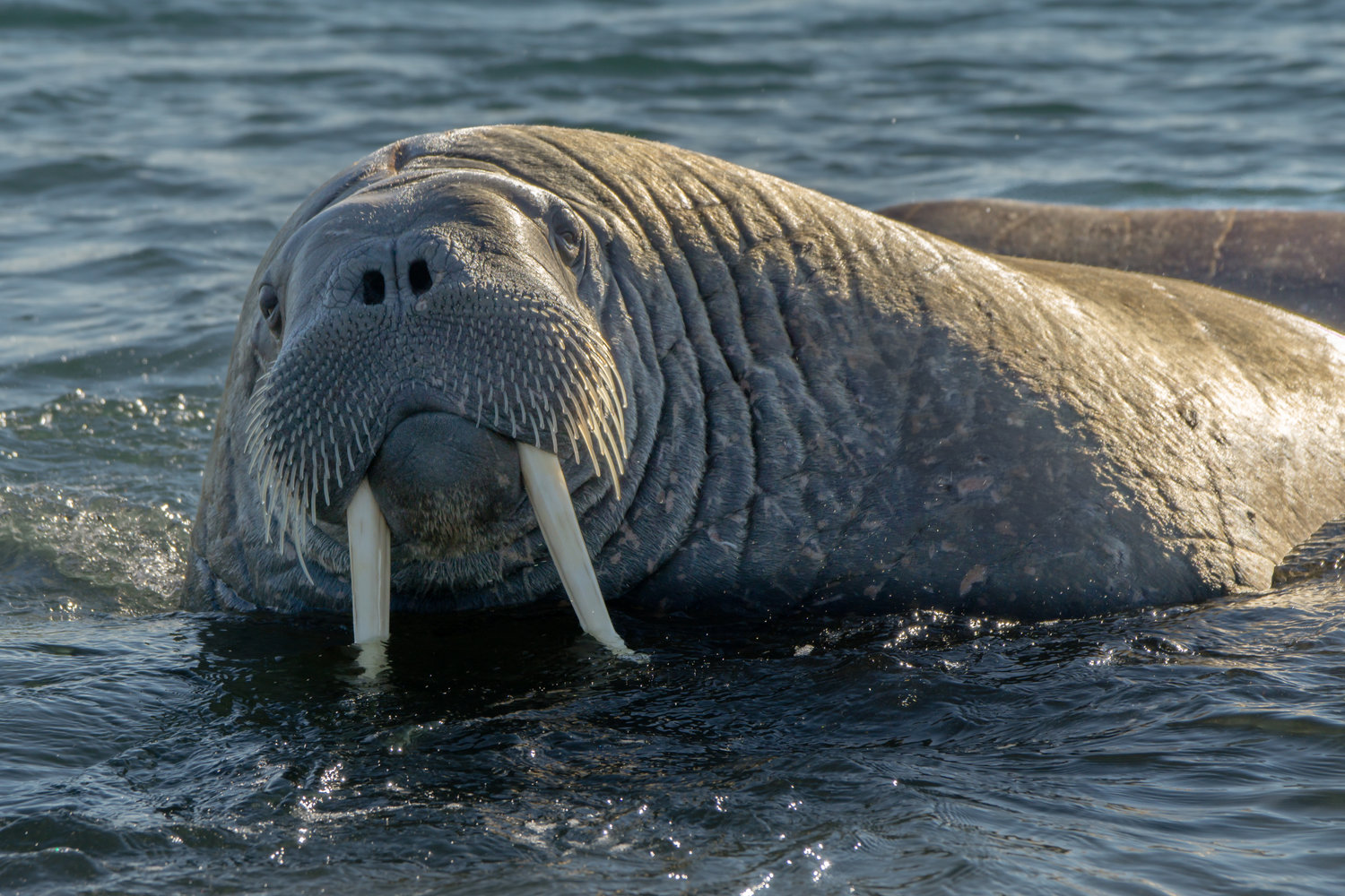 Svalbard Circumnavigation - 2015 - Cedric Favero Photography