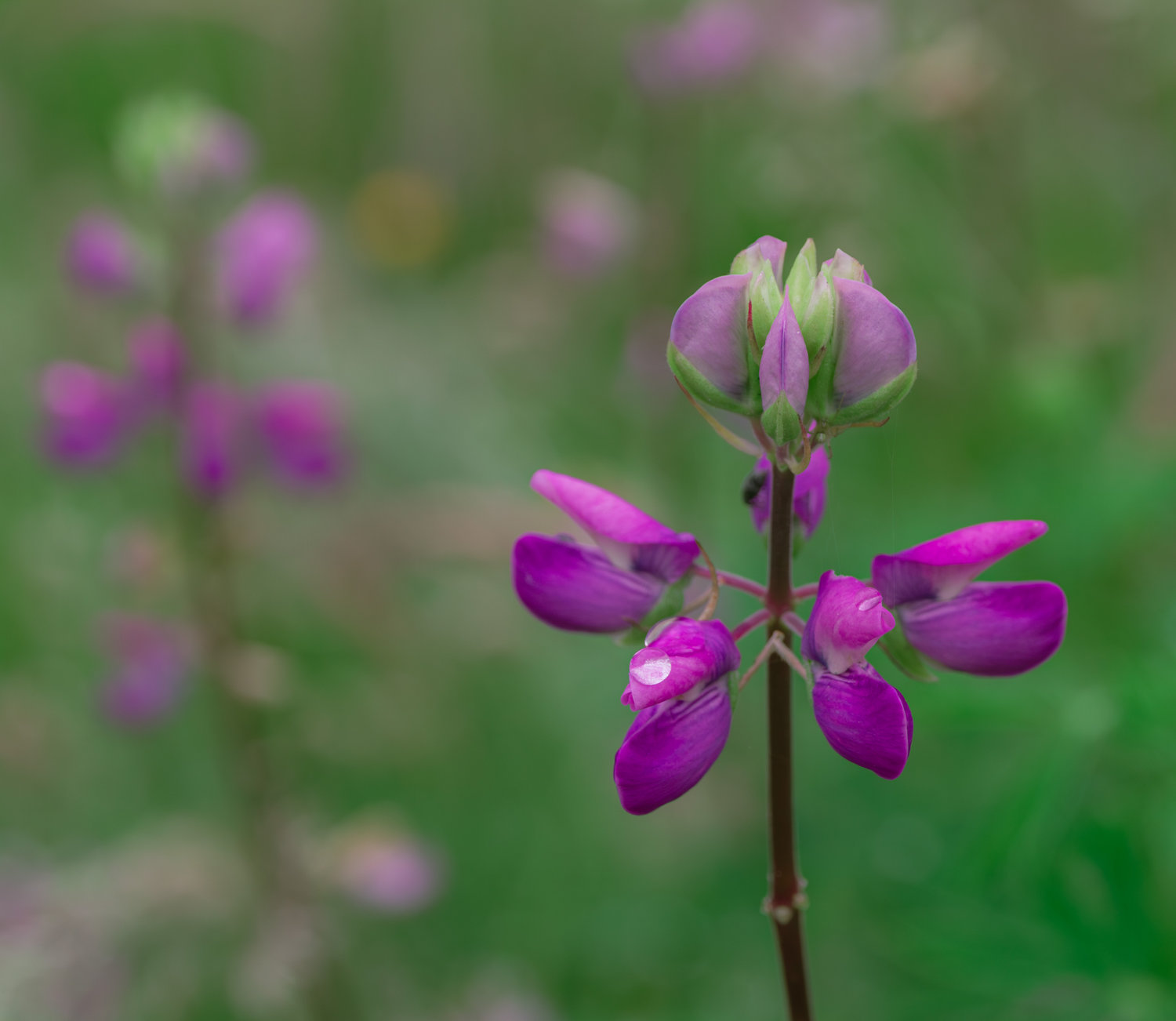 Nature - Helen Gilbert Photography