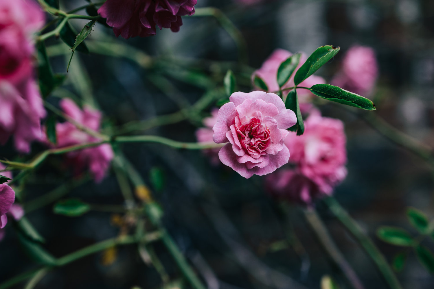 Landscapes & Gardens - Liz Godfrey