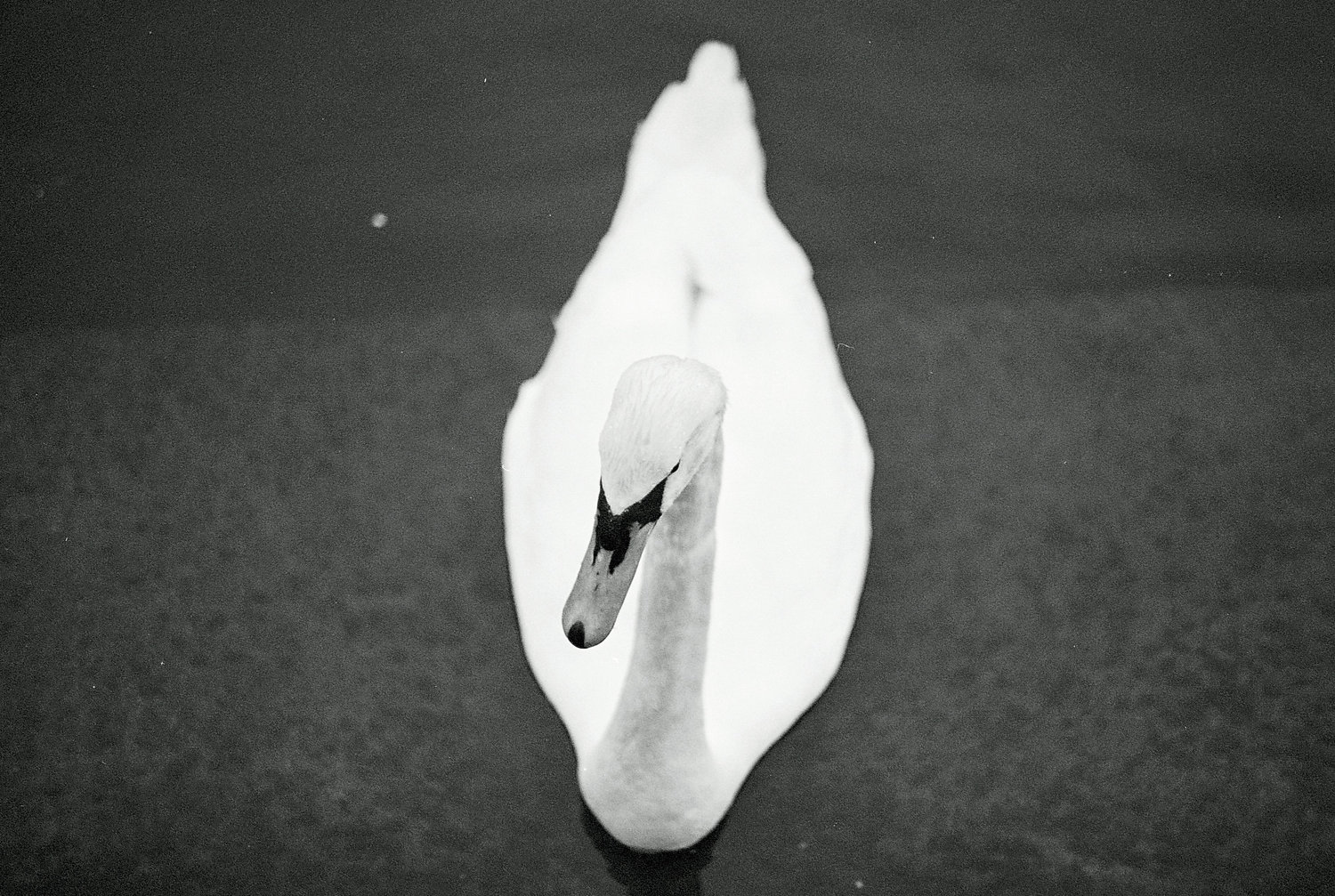 Analog Film - Belle Simpson Photography