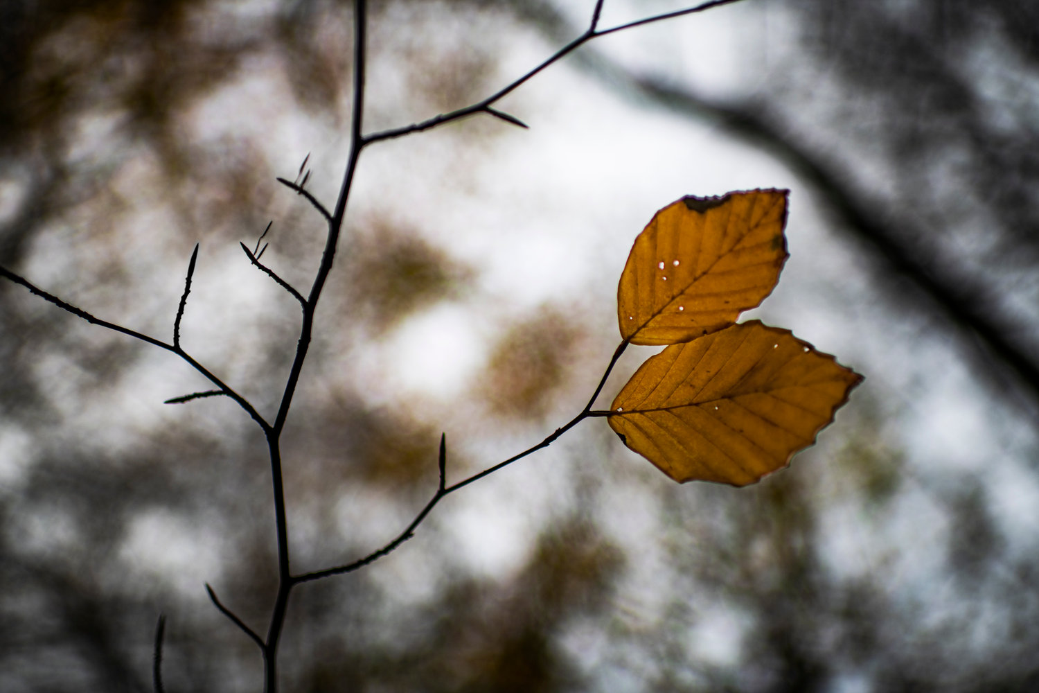 Tree-Branch-Leaf - James Buttenshaw Photography