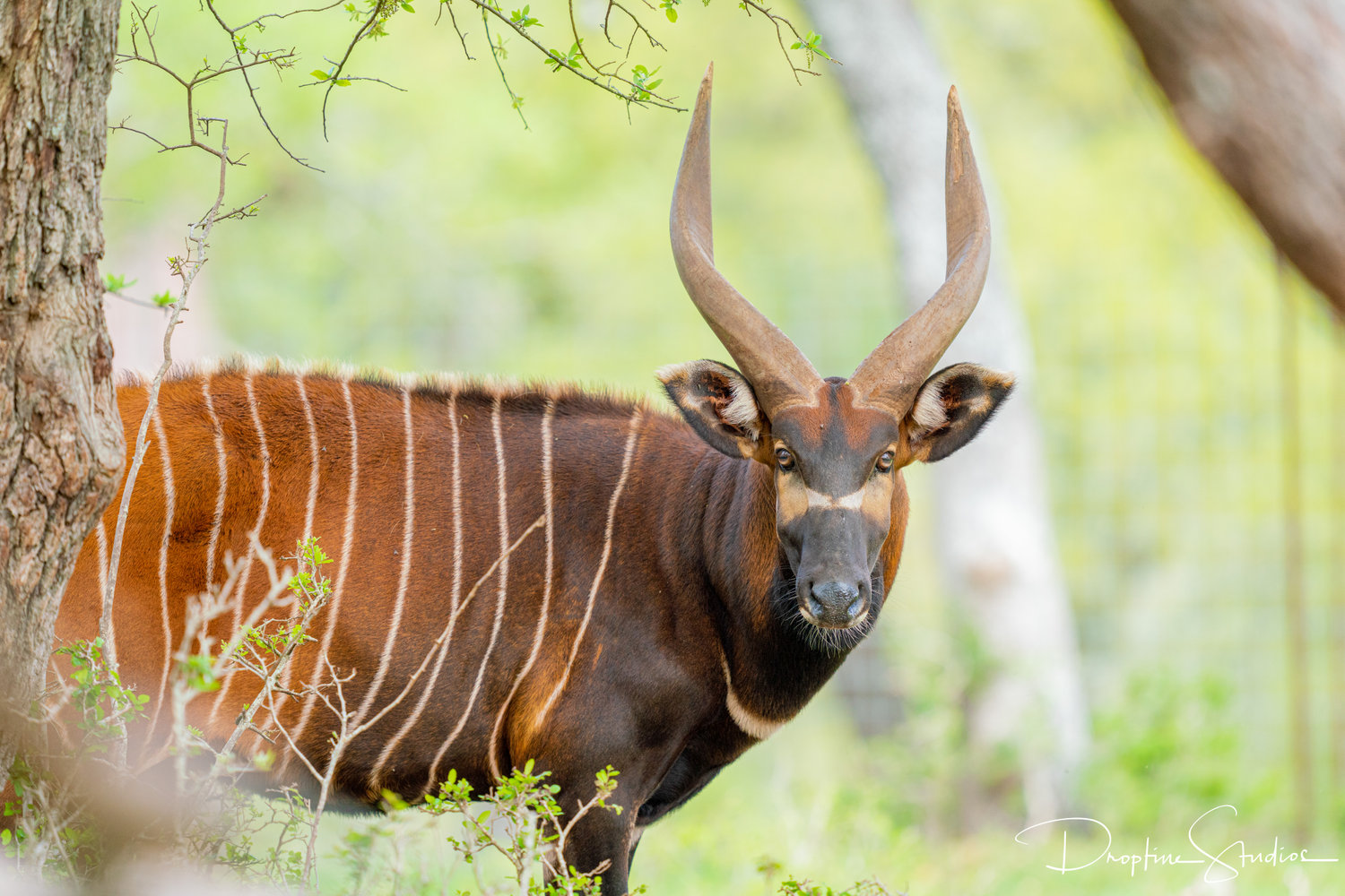 Bongo Breeders - Sola Fe Ranch