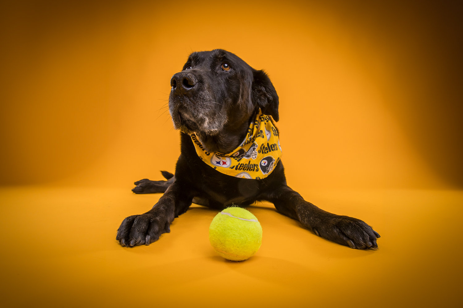Woof Dog Studio - MKleck Photography