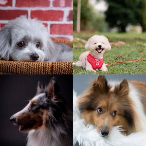 Pet Photography - Studio Arcus Iris