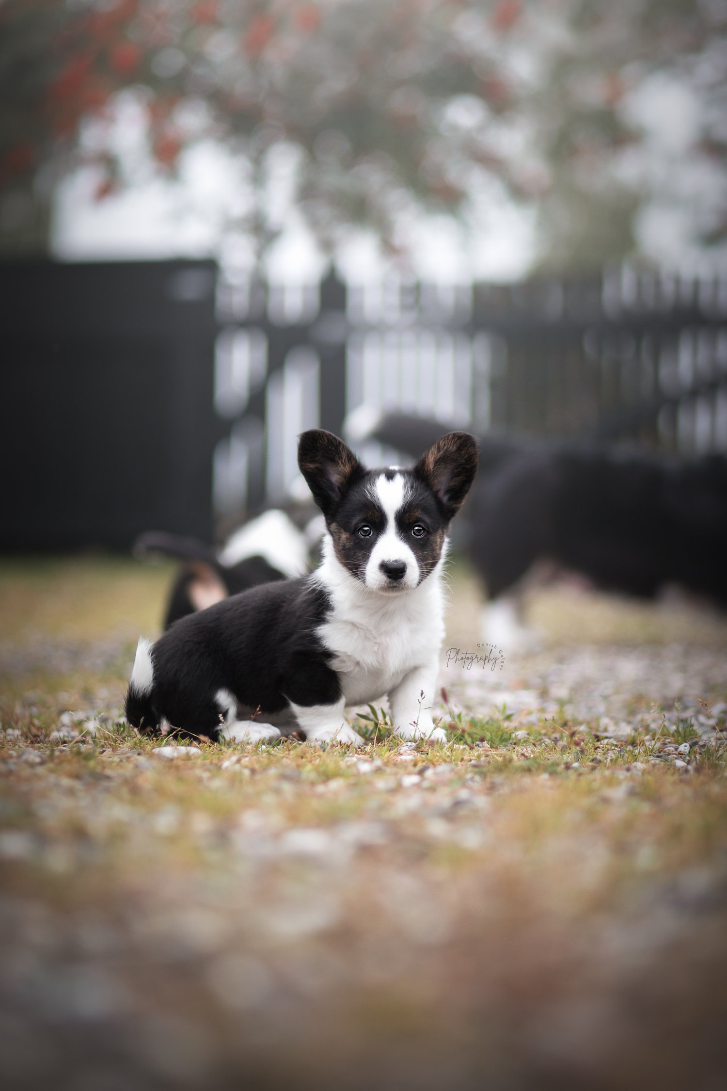 Hvalpe - Noble Hound Studio