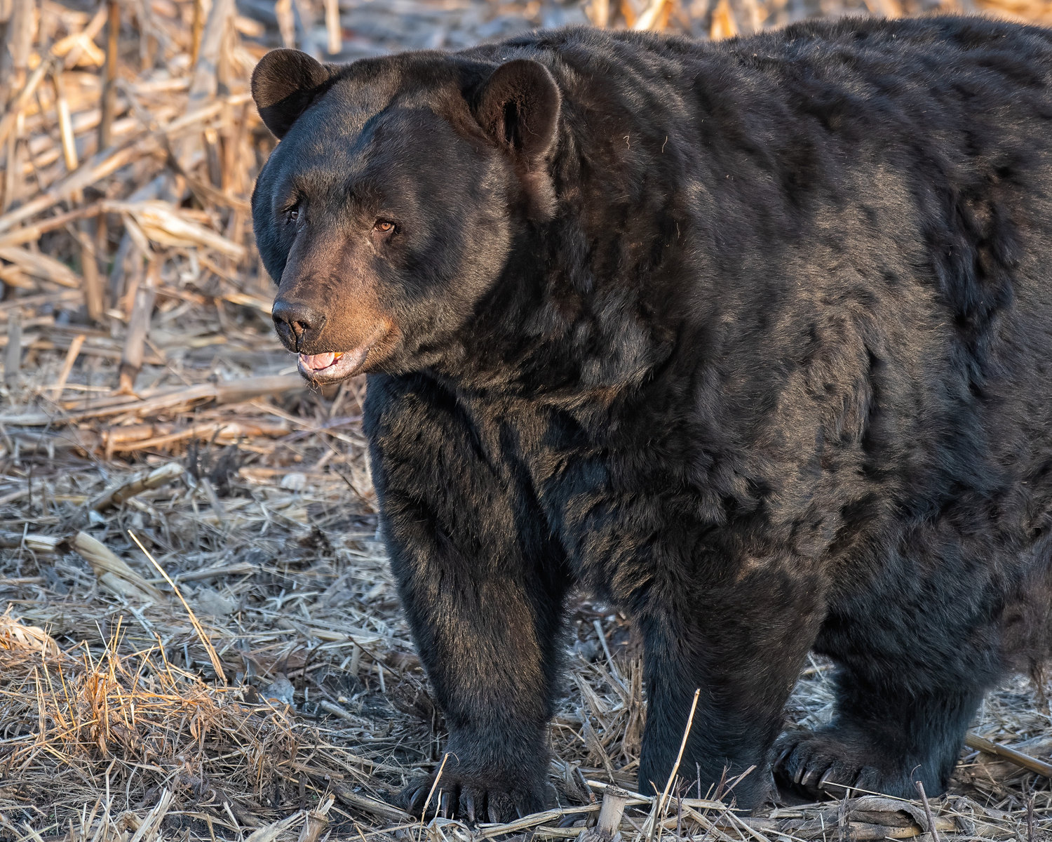 Black Bear of Eastern NC - Image That Photography | Portrait and Rodeo ...