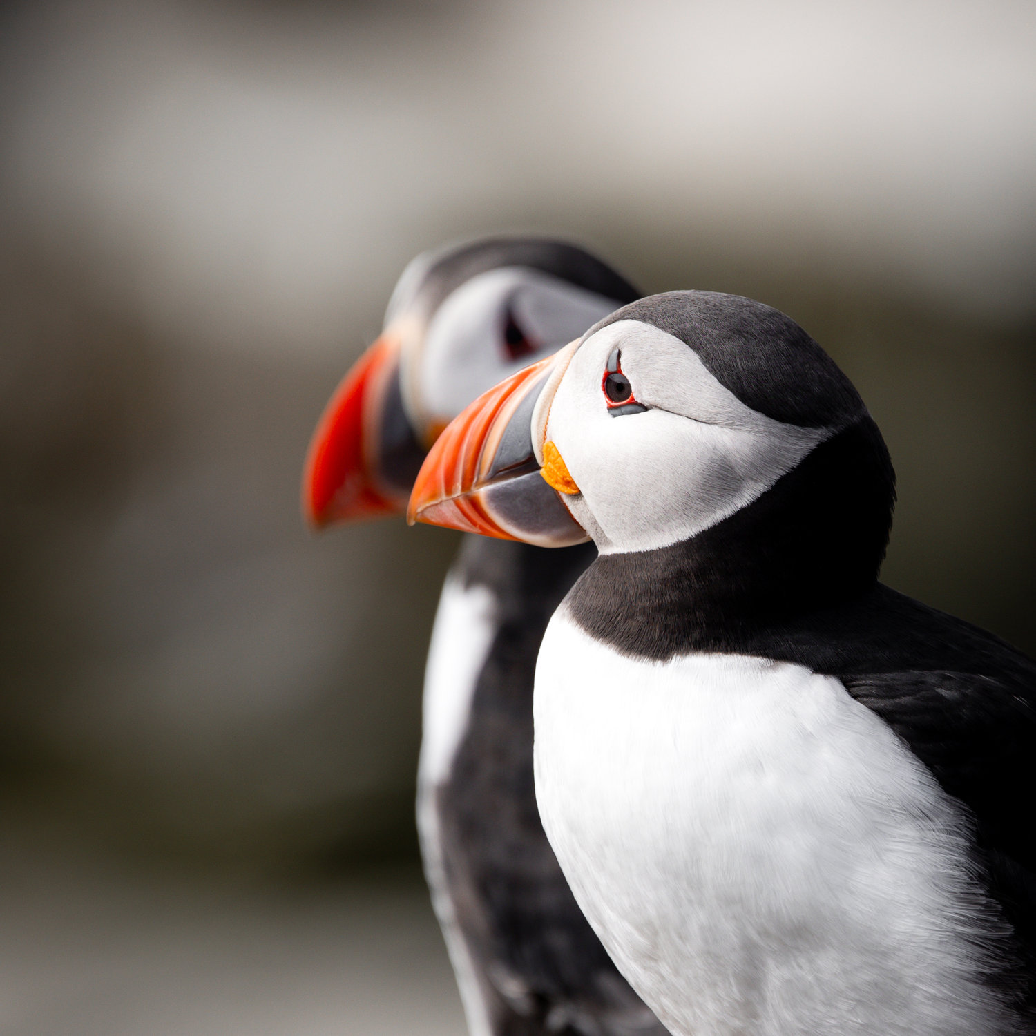 Mooie ontmoetingen op de Farne Islands: papegaaiduikers, ruïnes en ...