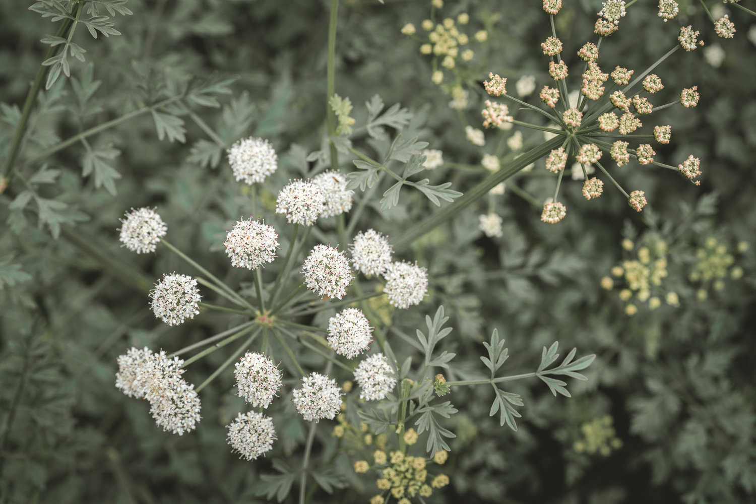 The Apiaceae (Celery) Family - The Grizzly Forager: The Definitive ...