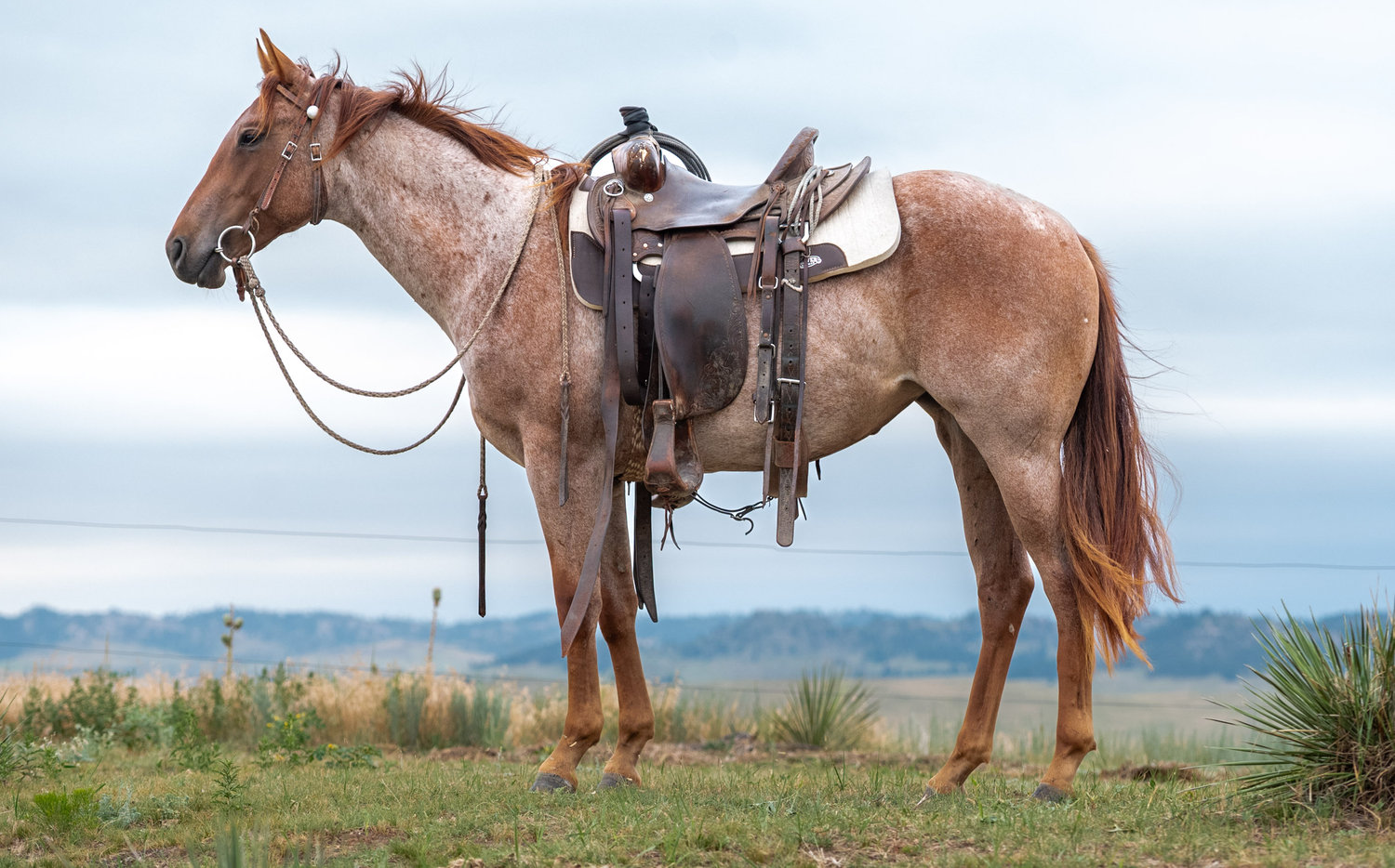 GS Hollywood Gin - Legend Buttes Unlimited