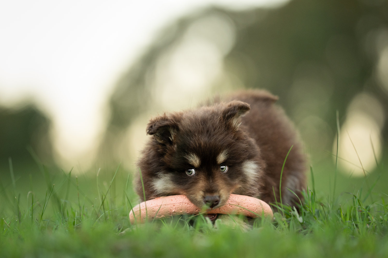Your Photographer Linds - Dog Photography in Perth│Haggie Snaps Photography