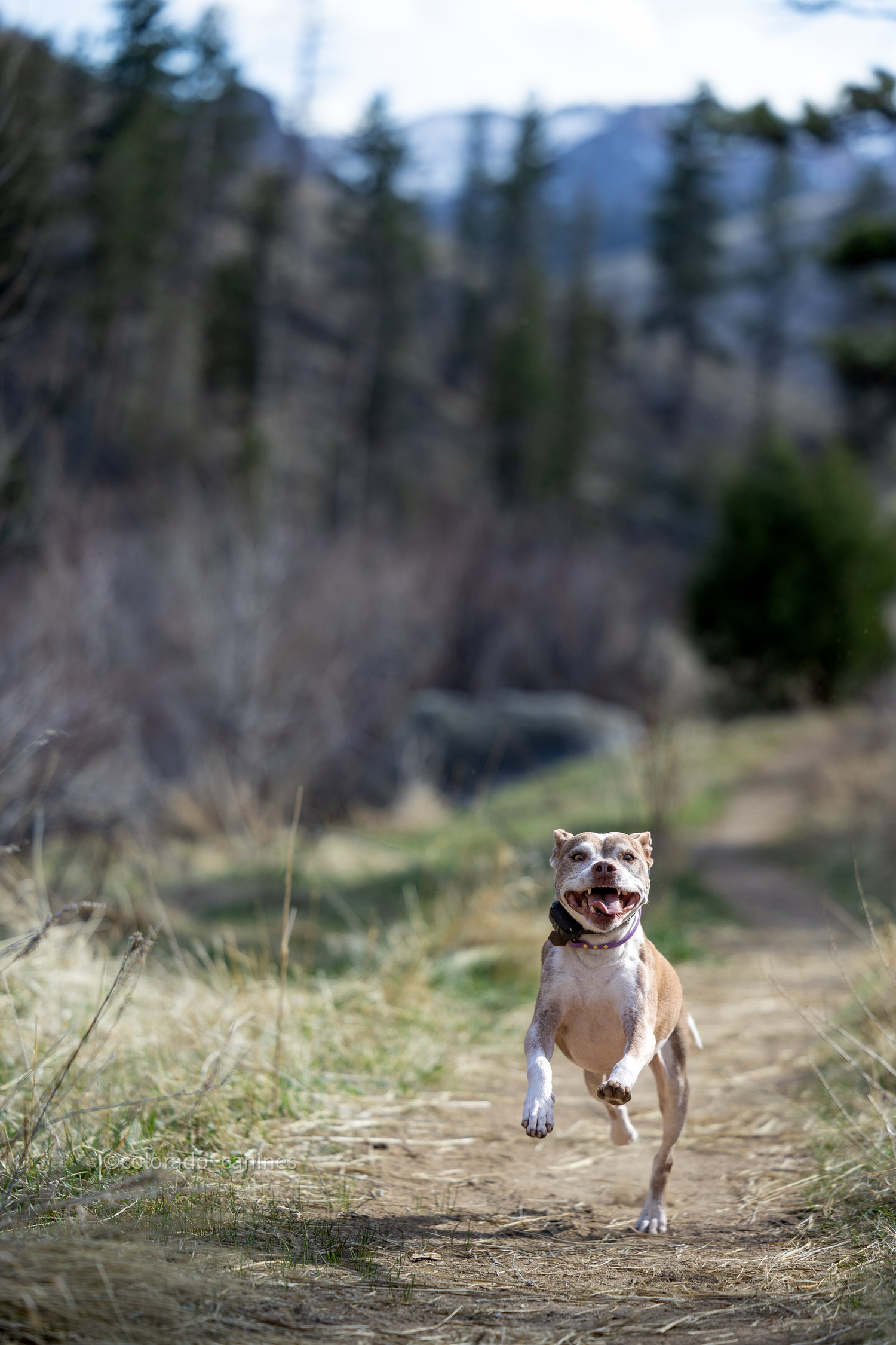Colorado Canines Photography