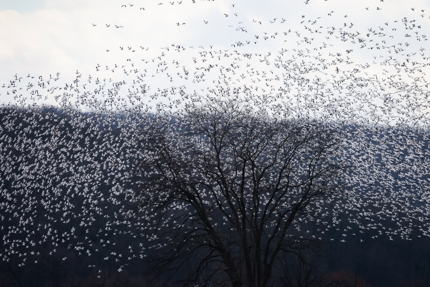 Capturing the Dance of Snow Geese: A Photographer's Reflection on ...