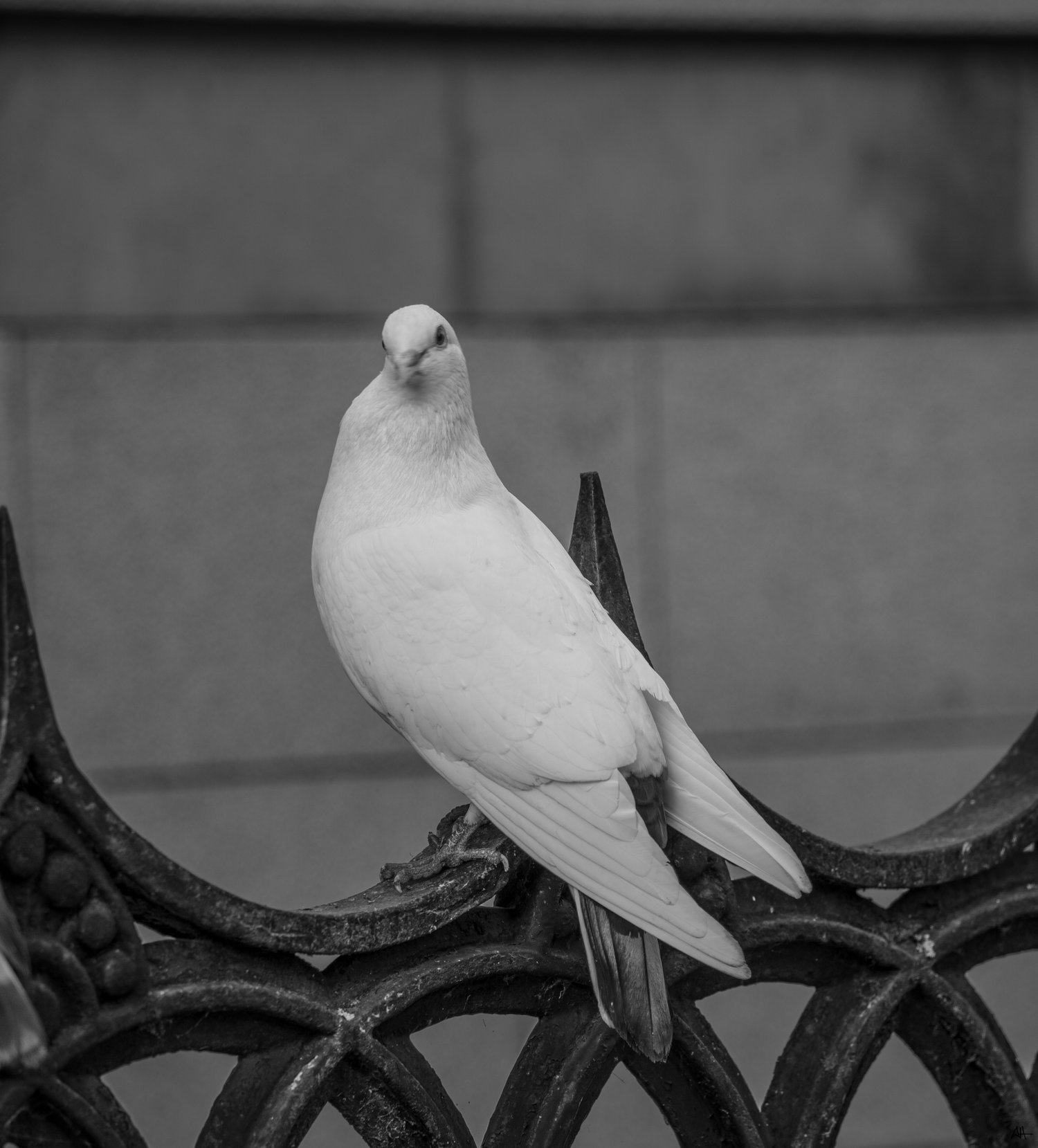 Black & White - Andrew Hummel Photography