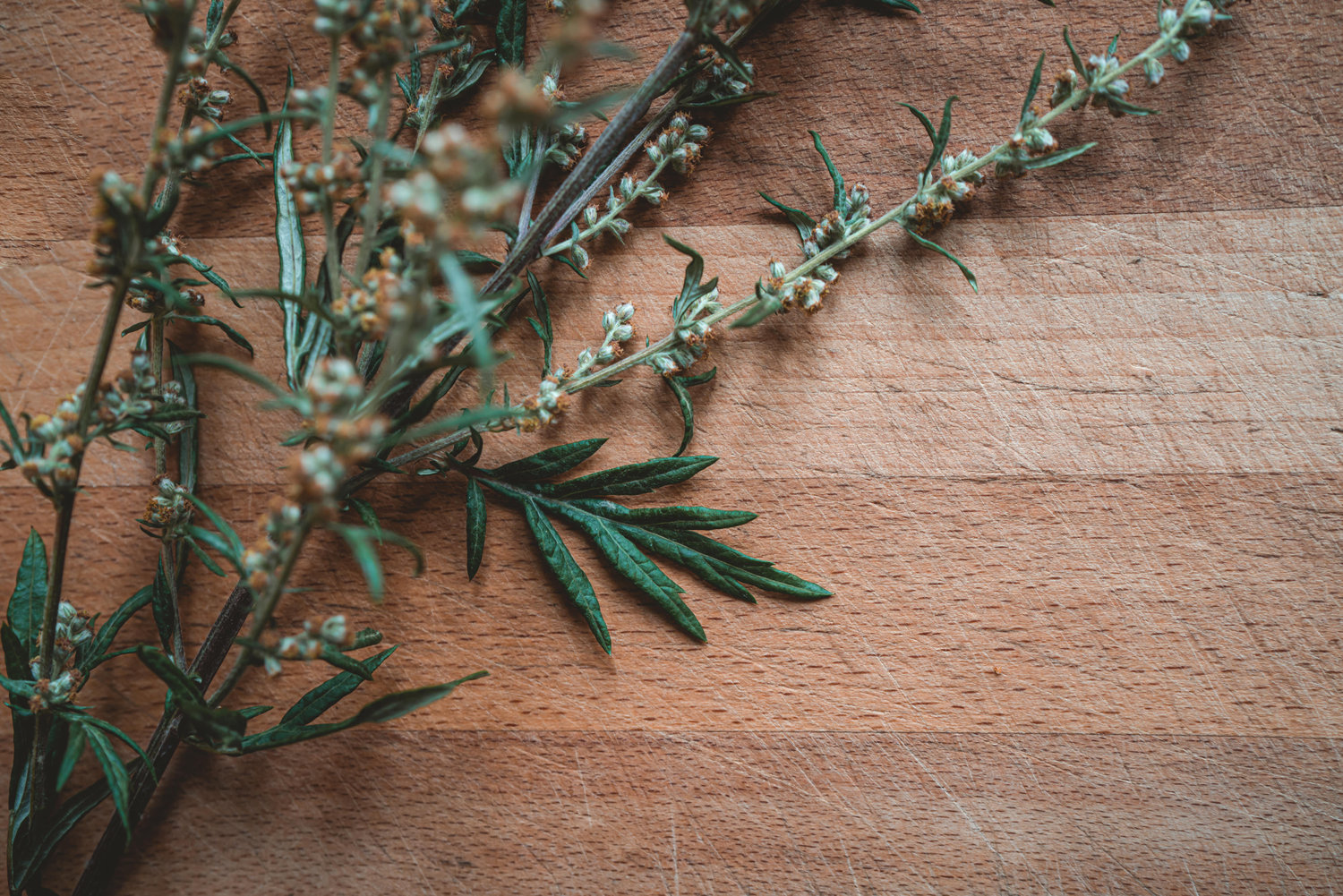 Thujone Containing Plants - The Grizzly Forager: The Definitive Guide ...