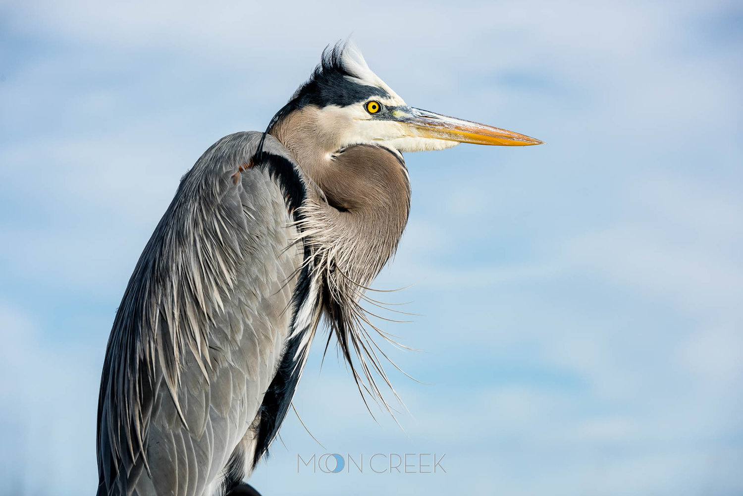 Wildlife Photography - Moon Creek Studios | Gallery