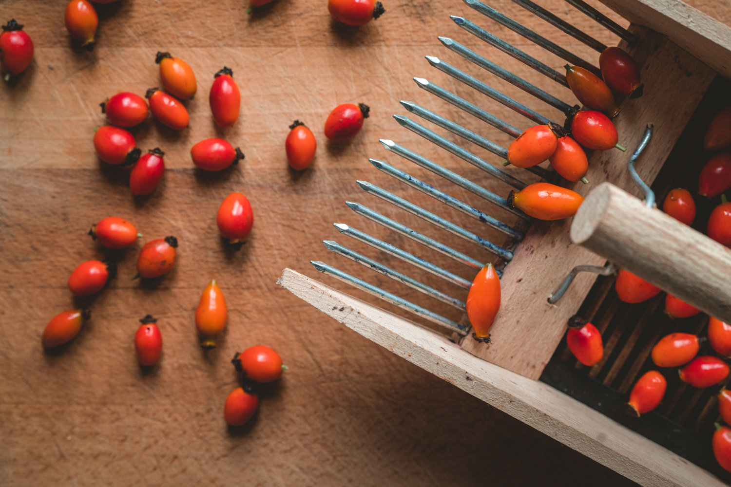 Foraging Equipment Essentials - The Grizzly Forager: The Definitive ...