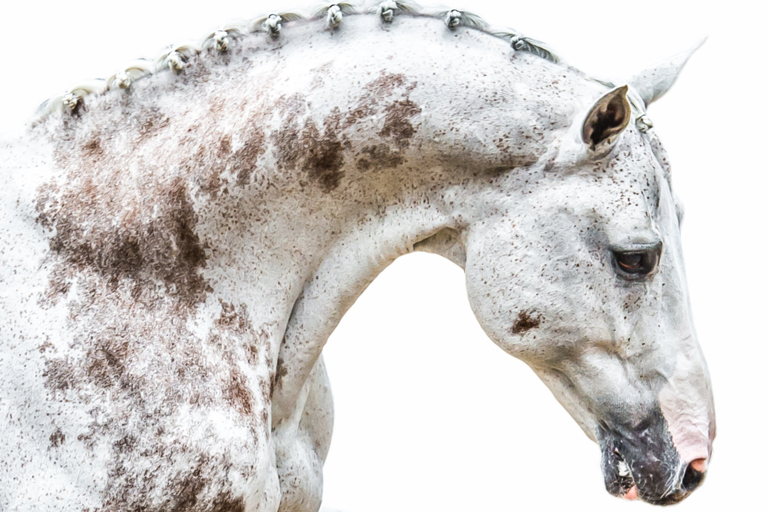 Fine Art Photography - Erin Gilmore Photography