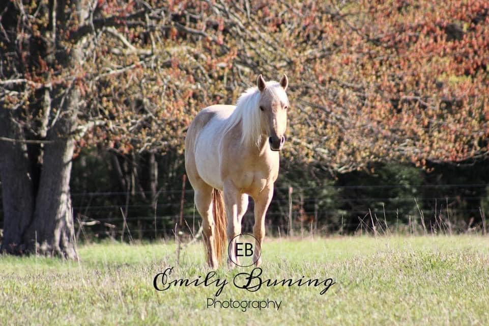 Portfolio - Emily Buning Photography