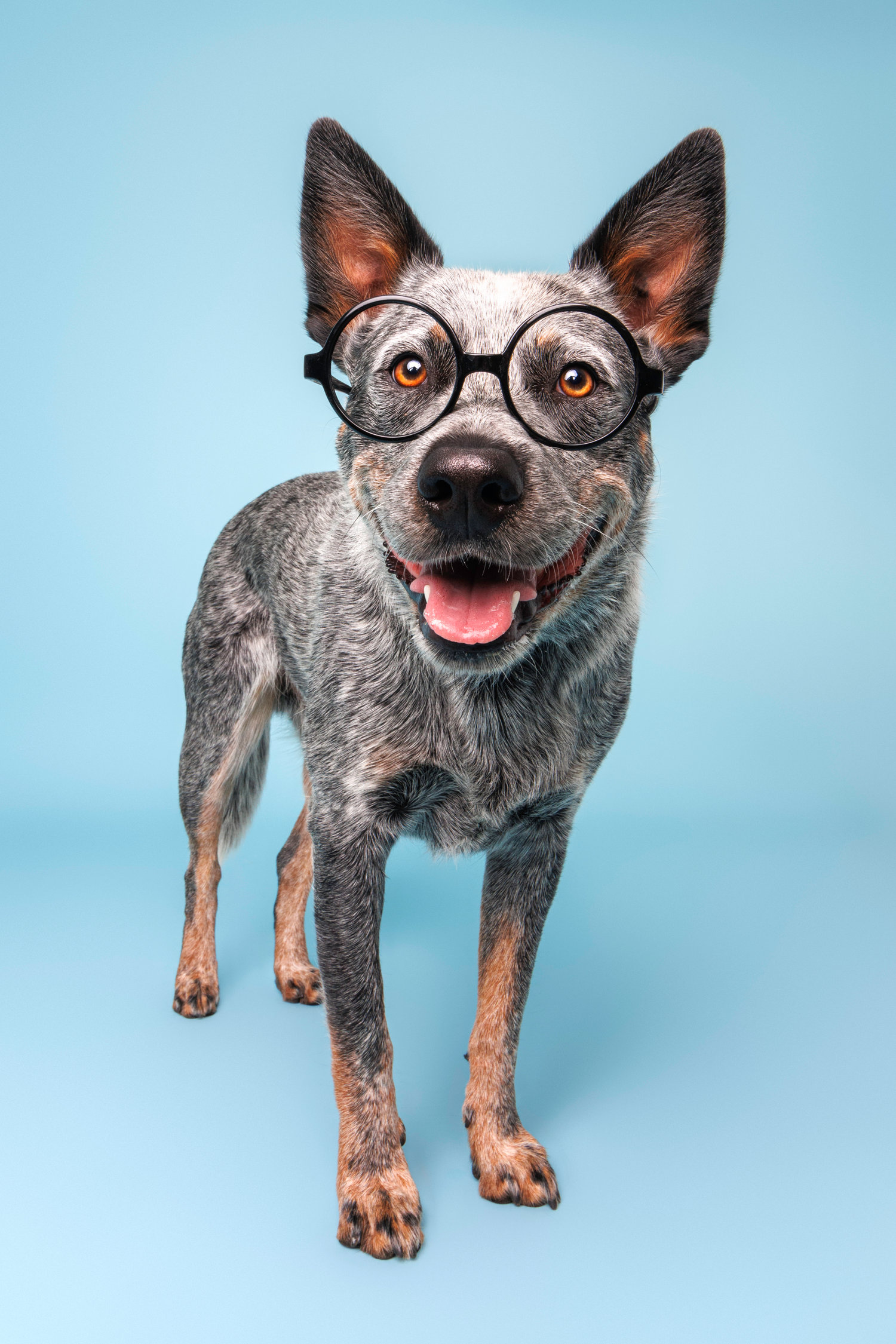 Perth dog photographer