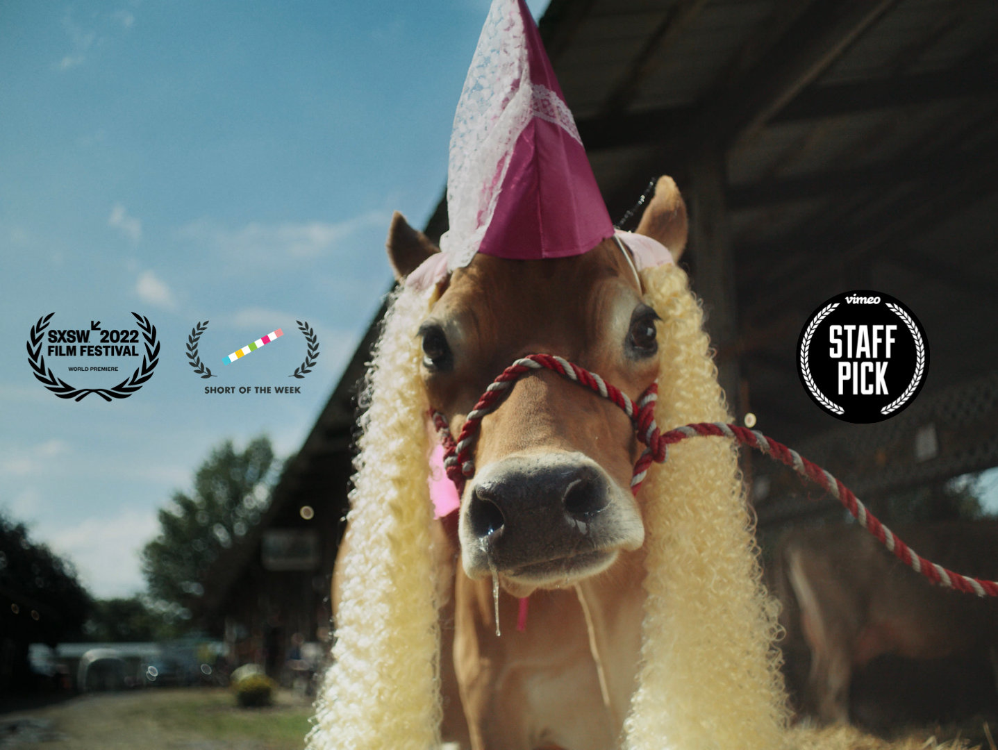 Dress A Cow - Jared Levy