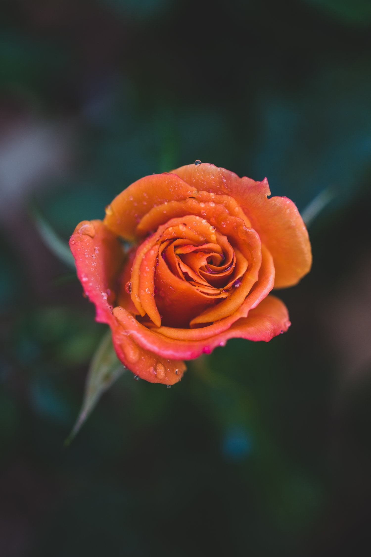 Nature photography - Southern Utah Photographer - Amber Goetz
