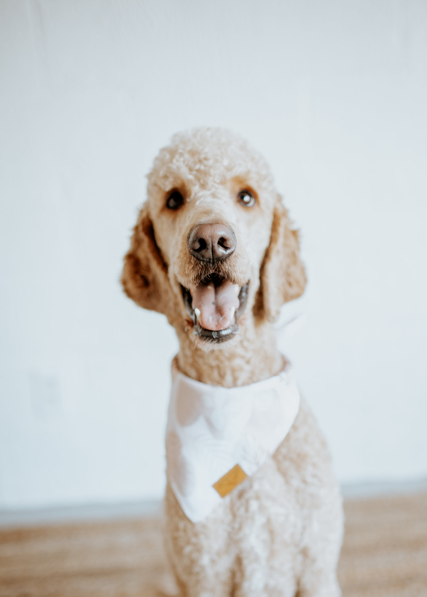 Pets - Bay Nicole Photography | Bailey Waldeck | Dallas, Texas ...
