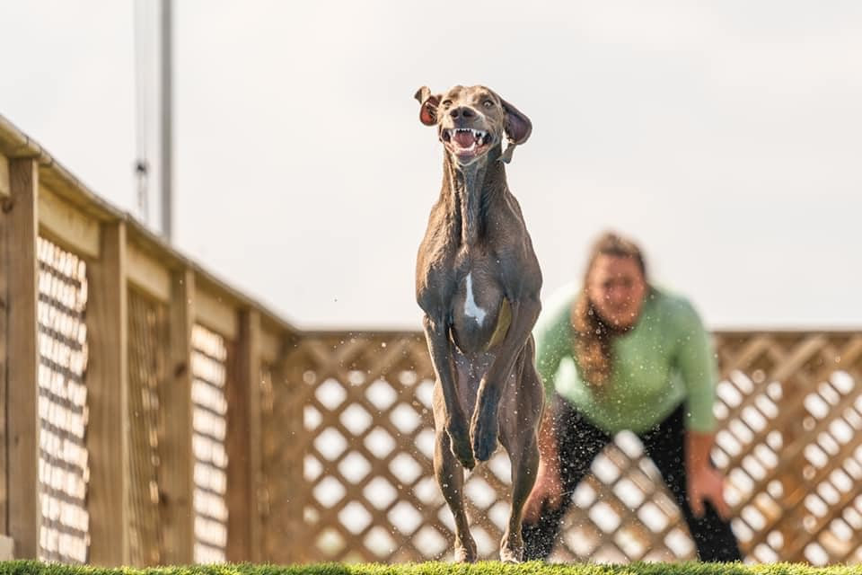 Greyhaus Weimaraners Greyhaus Photography greyhaus-weimaraners-greyhaus-photography