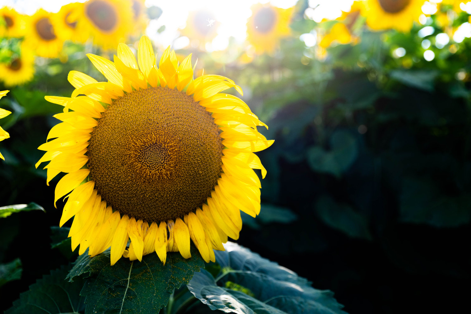 Standing Pines Photography LLC