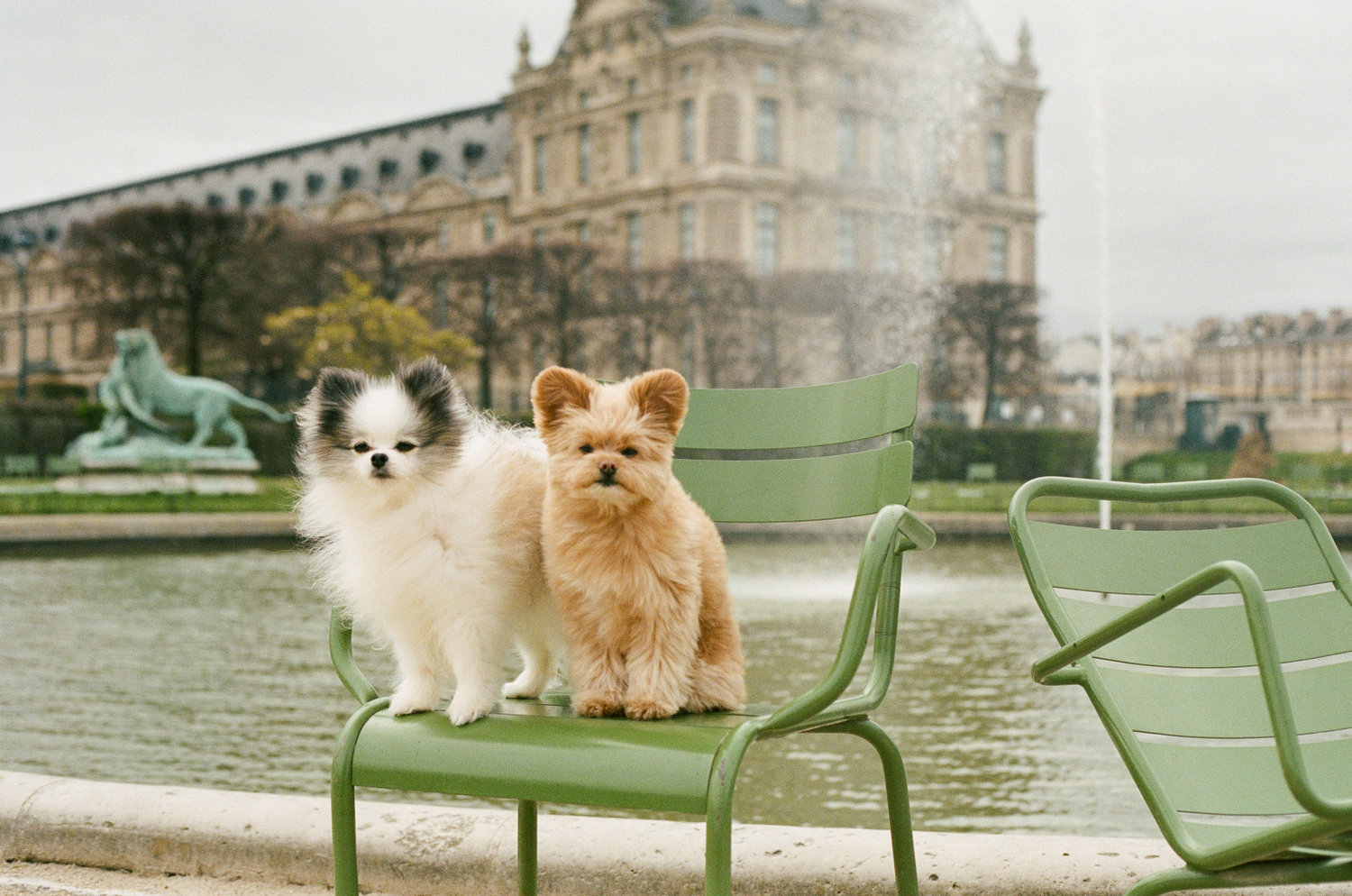 FAMILY EDITORIAL PORTRAITS WITH DOGS IN PARIS - Paris Editorial Film ...
