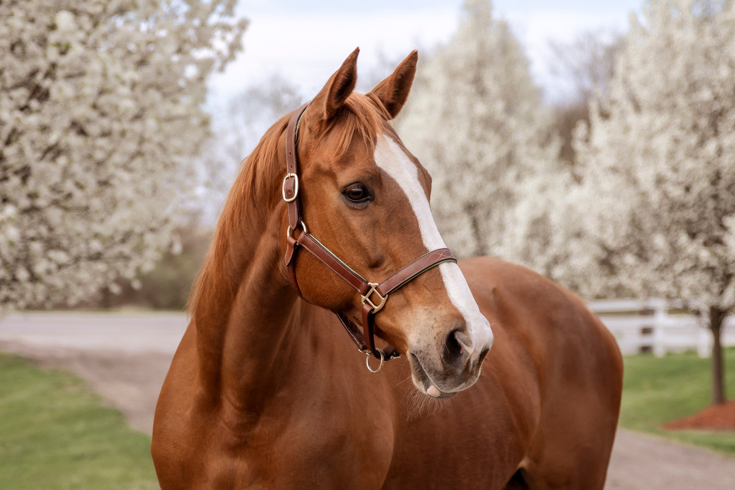Natural Equine Portrait Packages - Julia Miller Photography