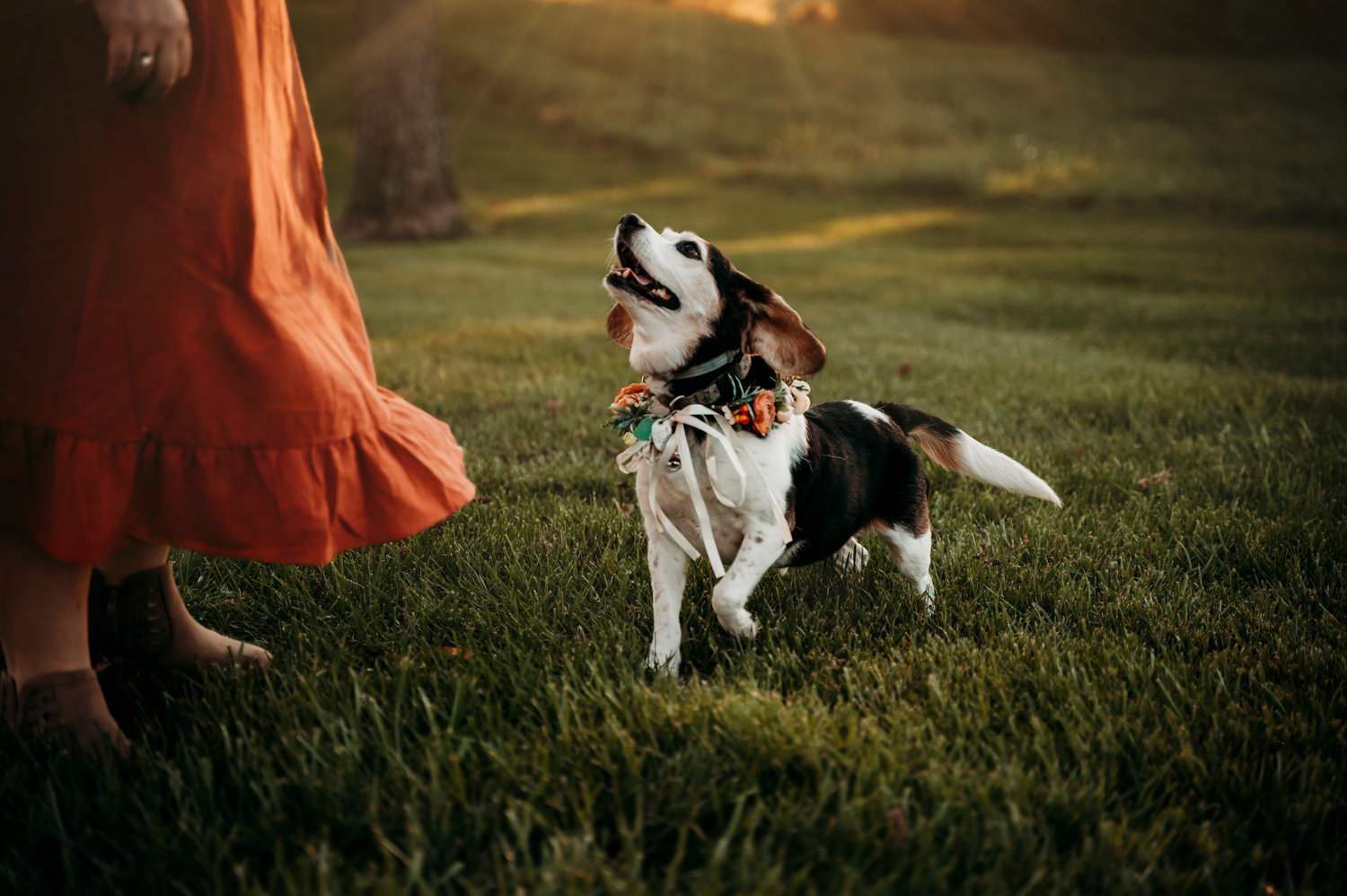 Info on End of Life Dog Sessions - Captures by Kayleigh