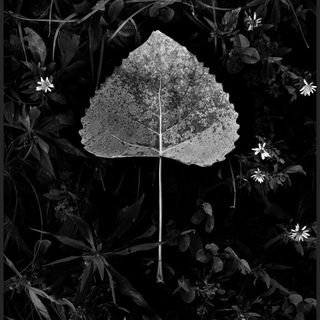 gallerymcghee - fine photographic prints by David McGhee