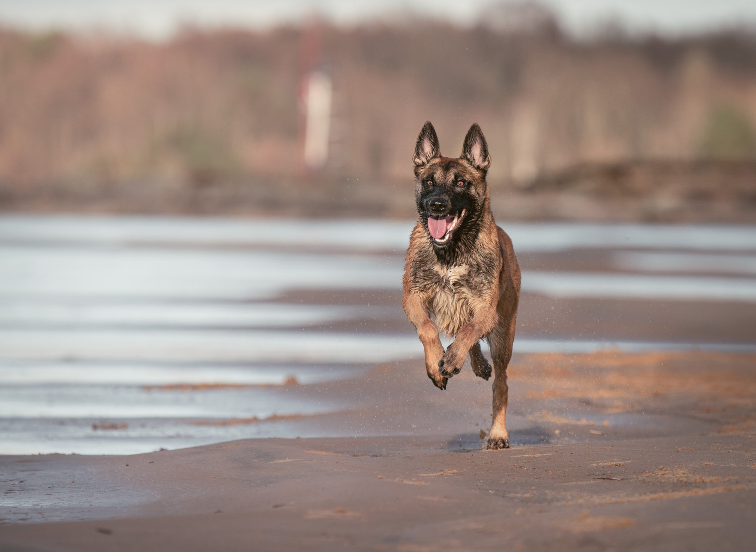 Hundfotograf Trollhättan - Fotograf med fokus på gravid- och ...