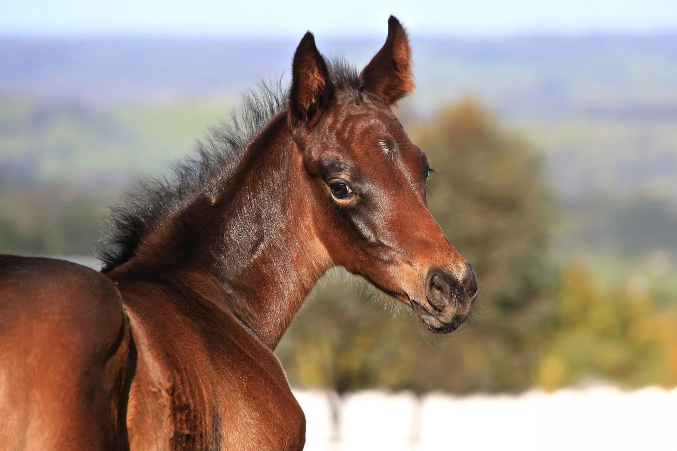 Kate Sheffield Photography