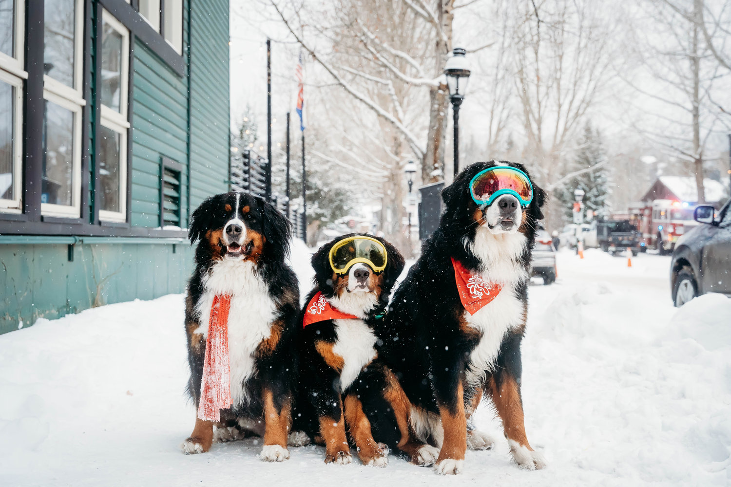 Bernese Mountain Dog Parade, Breckenridge, CO - Buffalo, NY Dog & Pet ...