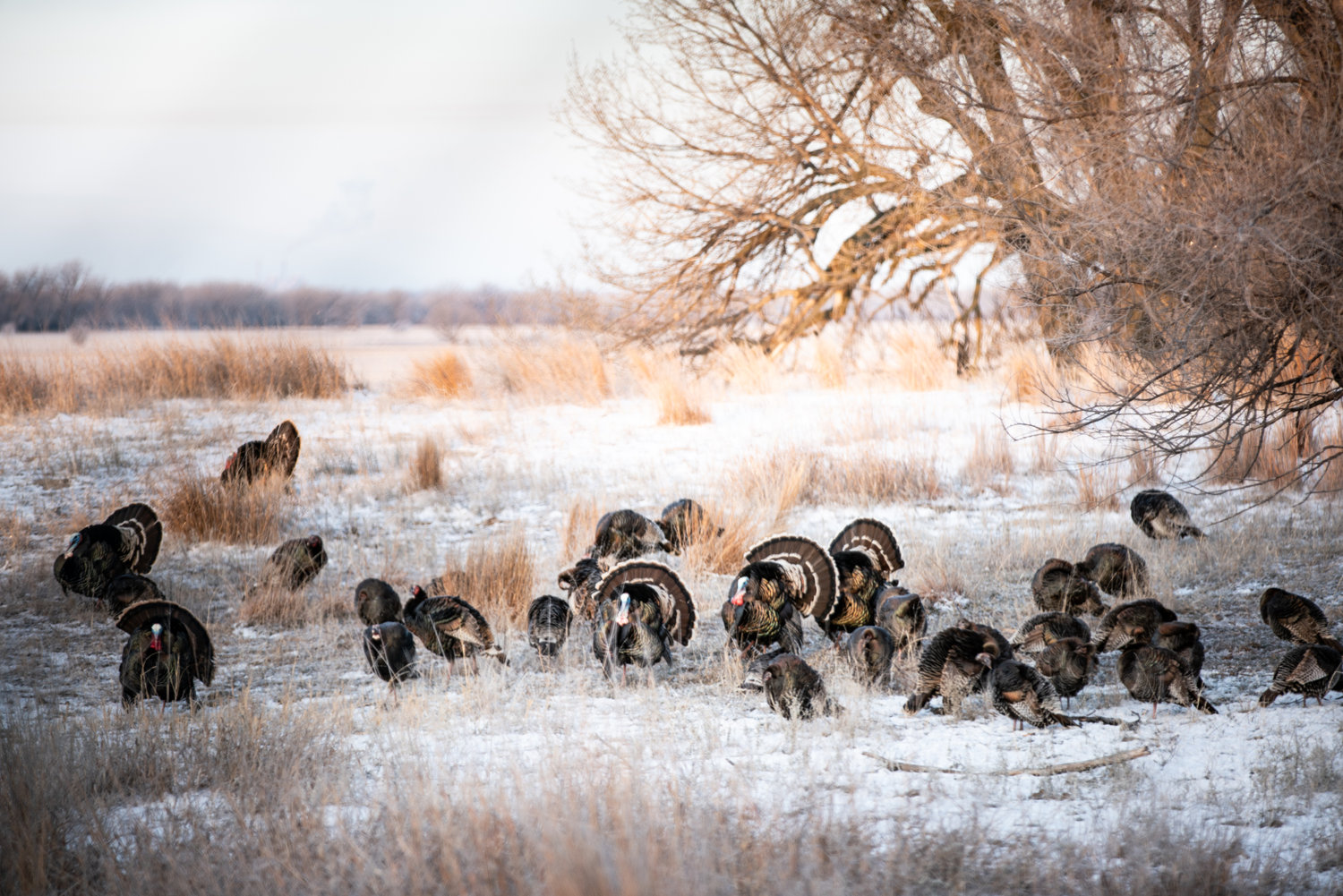 Nebraska Turkey Hunts - Lammers Media