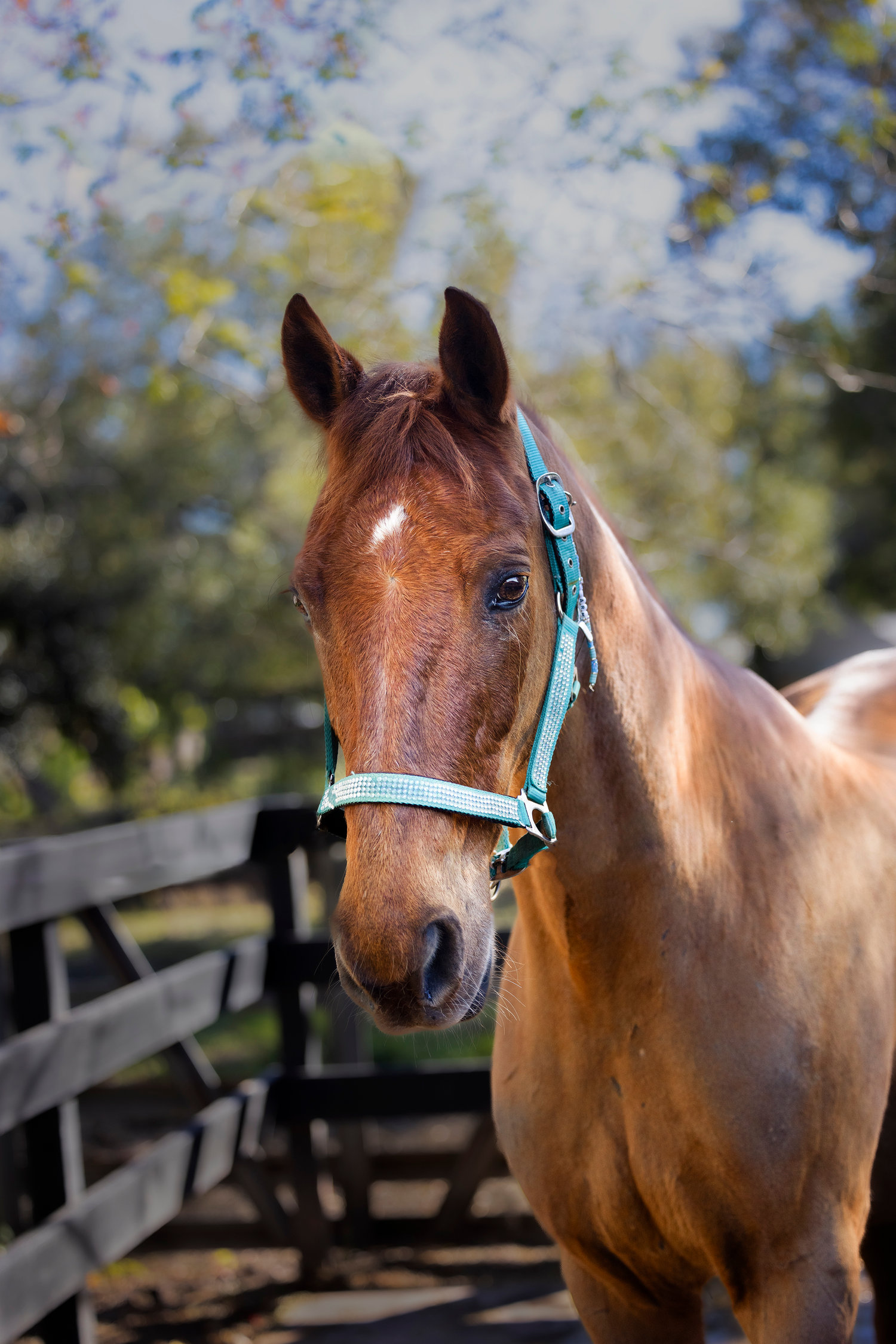 Equine Sessions - HelgaZimages | Tampa’s Premier Pet Photographer ...