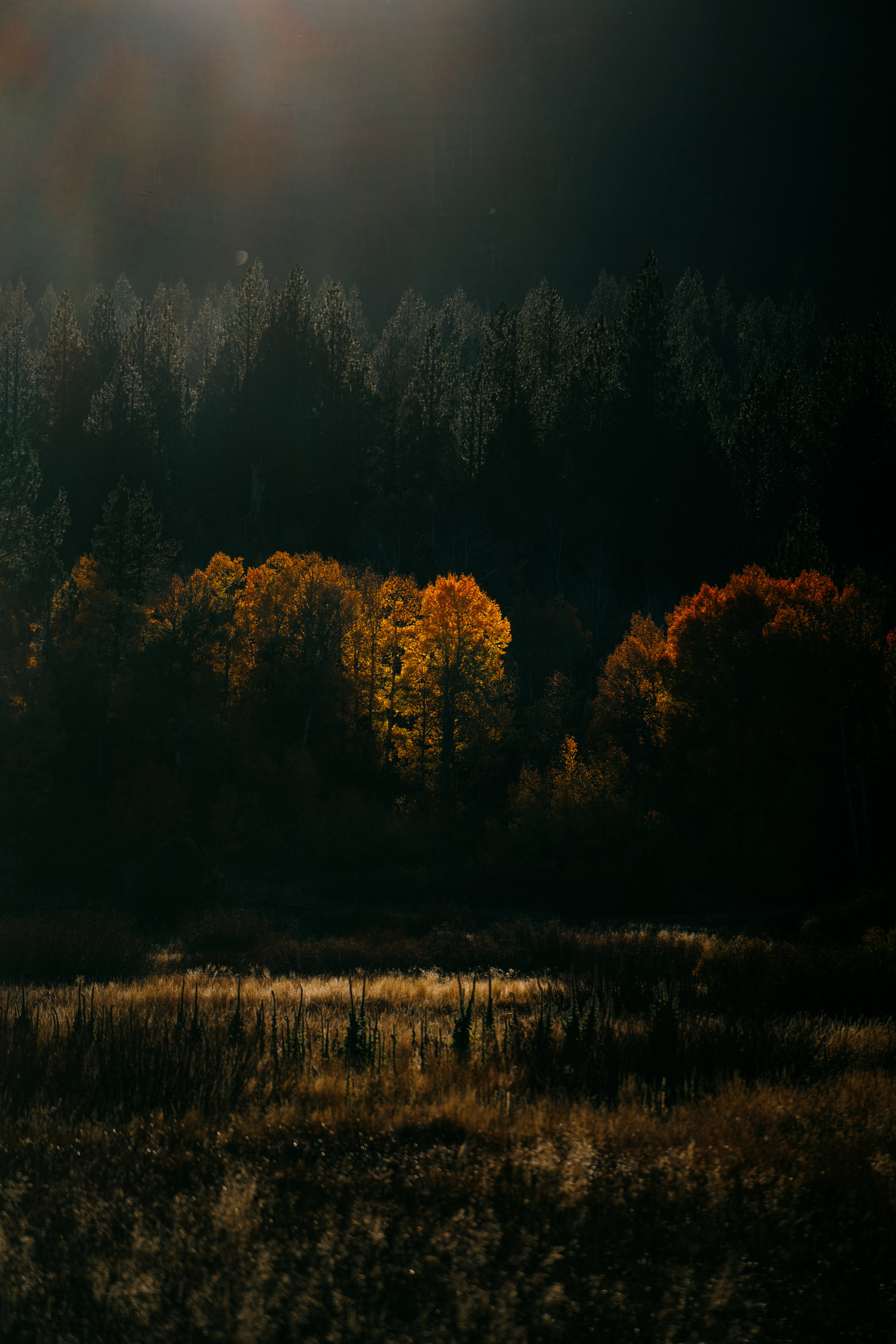 Autumn - Lisa Nottingham Photography