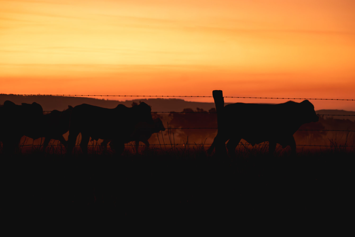 From Shorty Photography to Tara Courtney photography: My Story Behind ...