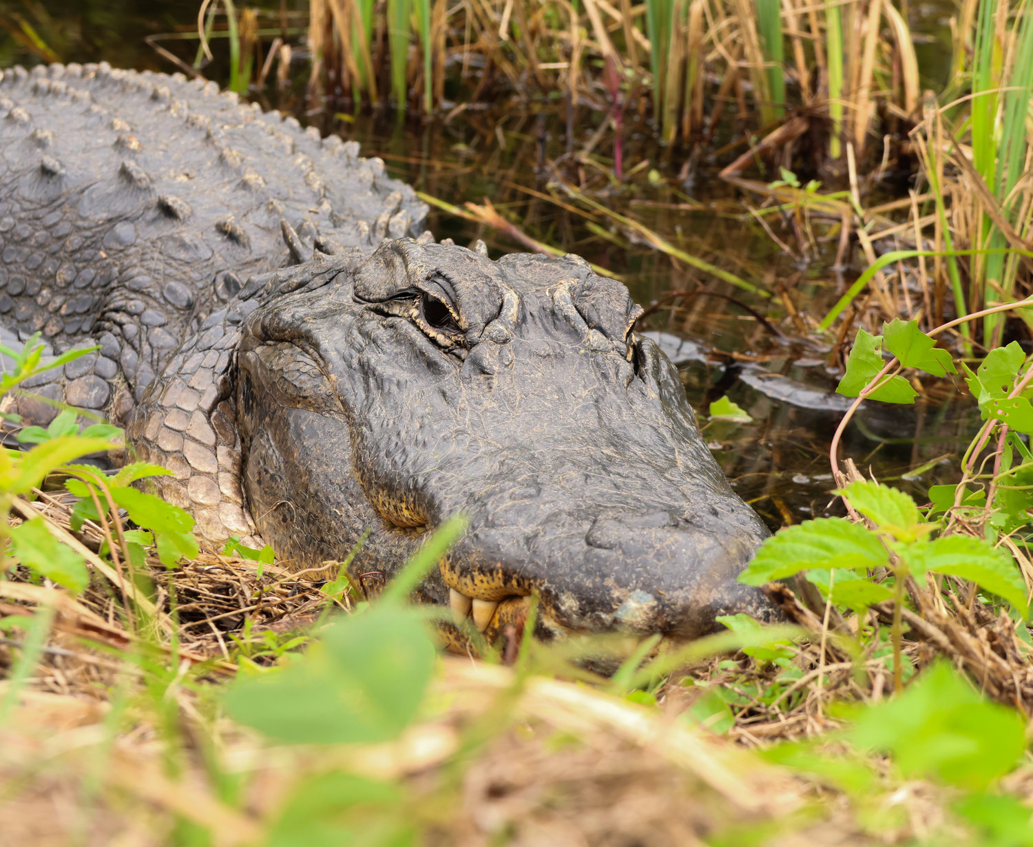 Trinity Nature Photography - Heather Hathaway Photography LLC