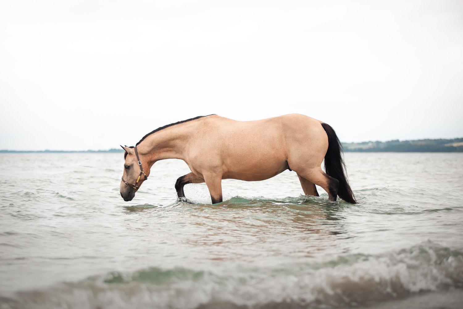 Heste - Noble Hound Studio