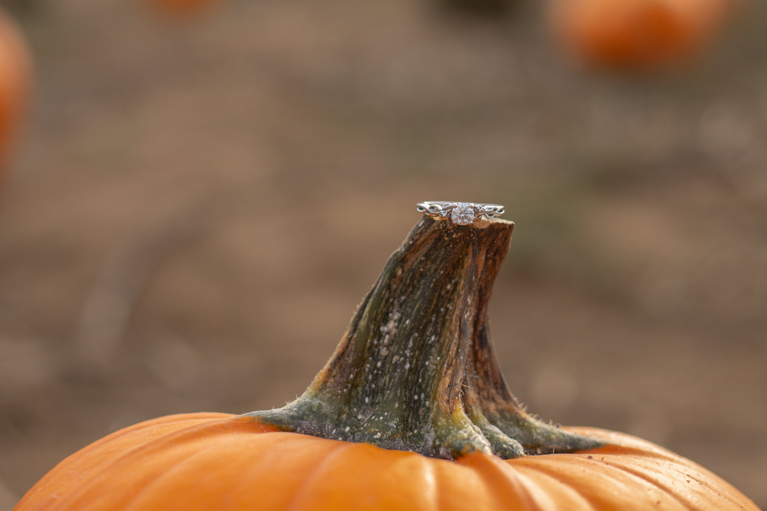 S & G | Engagement Session at Red Apple Farm - Emily Benedict Photography