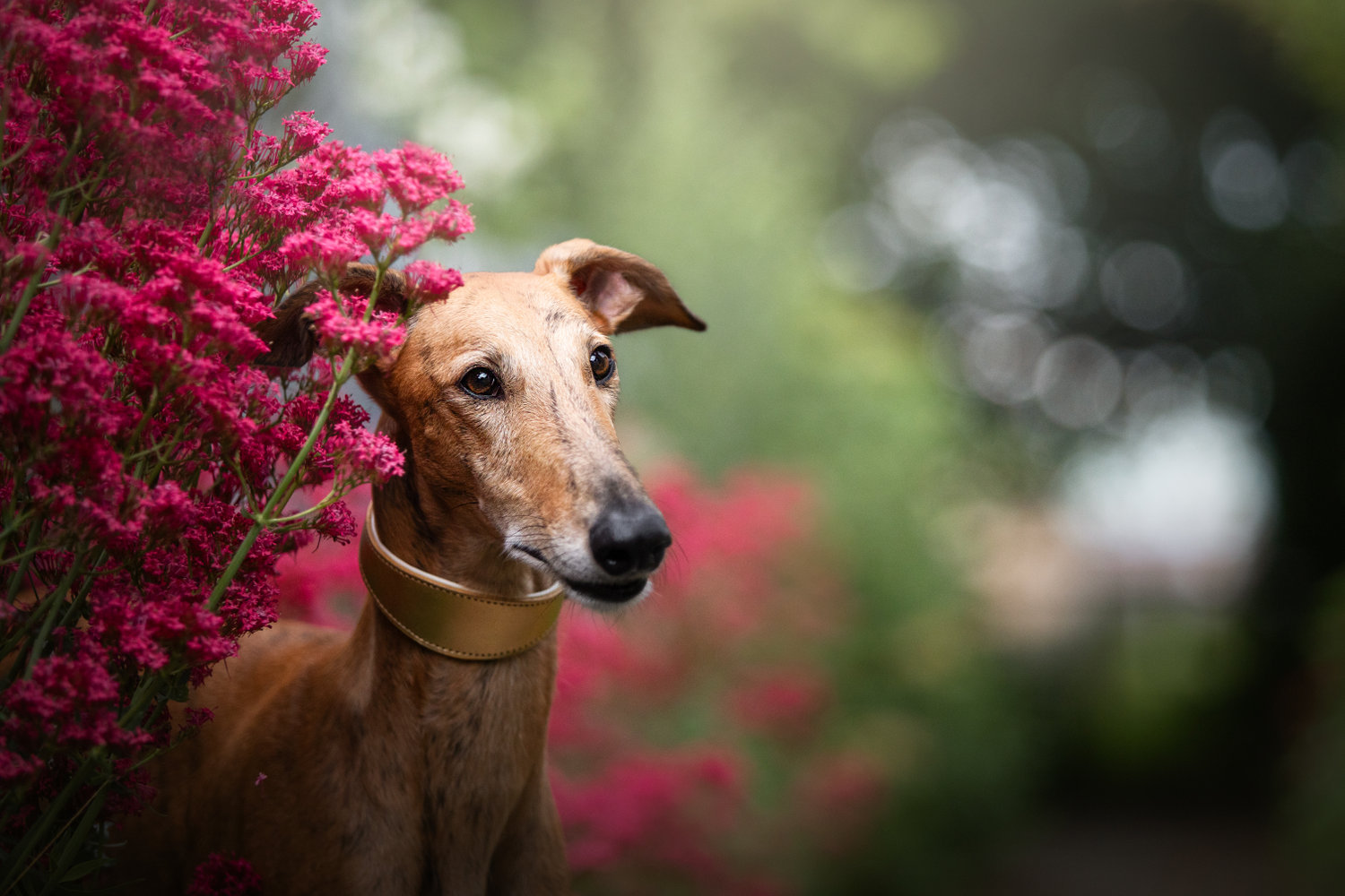 Min historie - Noble Hound Studio